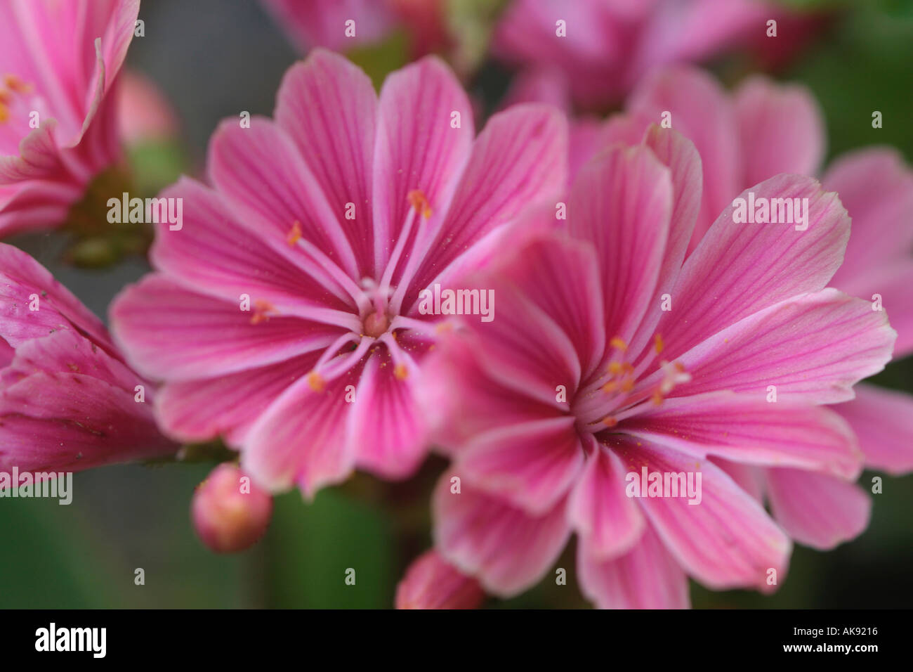 Mallow Malva spec Malve Blumen flowers Gartenpflanzen garden plants ...