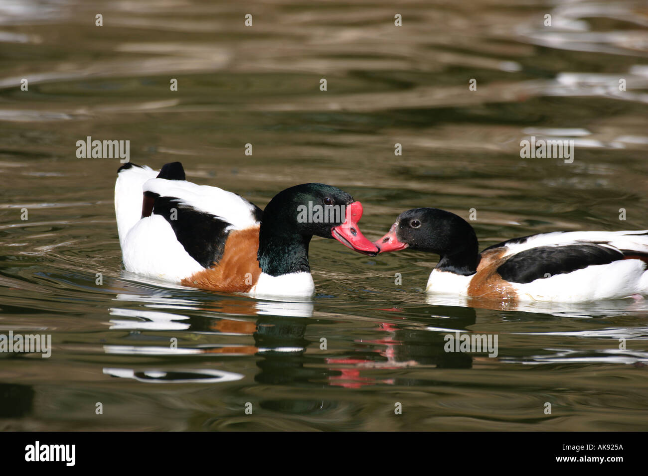 Brandenten hi-res stock photography and images - Alamy