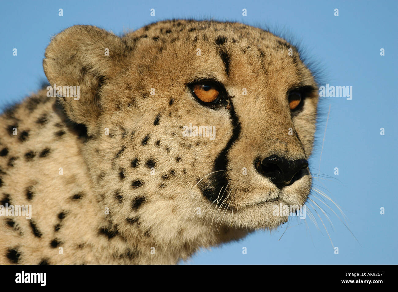 Cheetah Namibia Acinonyx jubatus Gepard Namibia Afrika africa ...