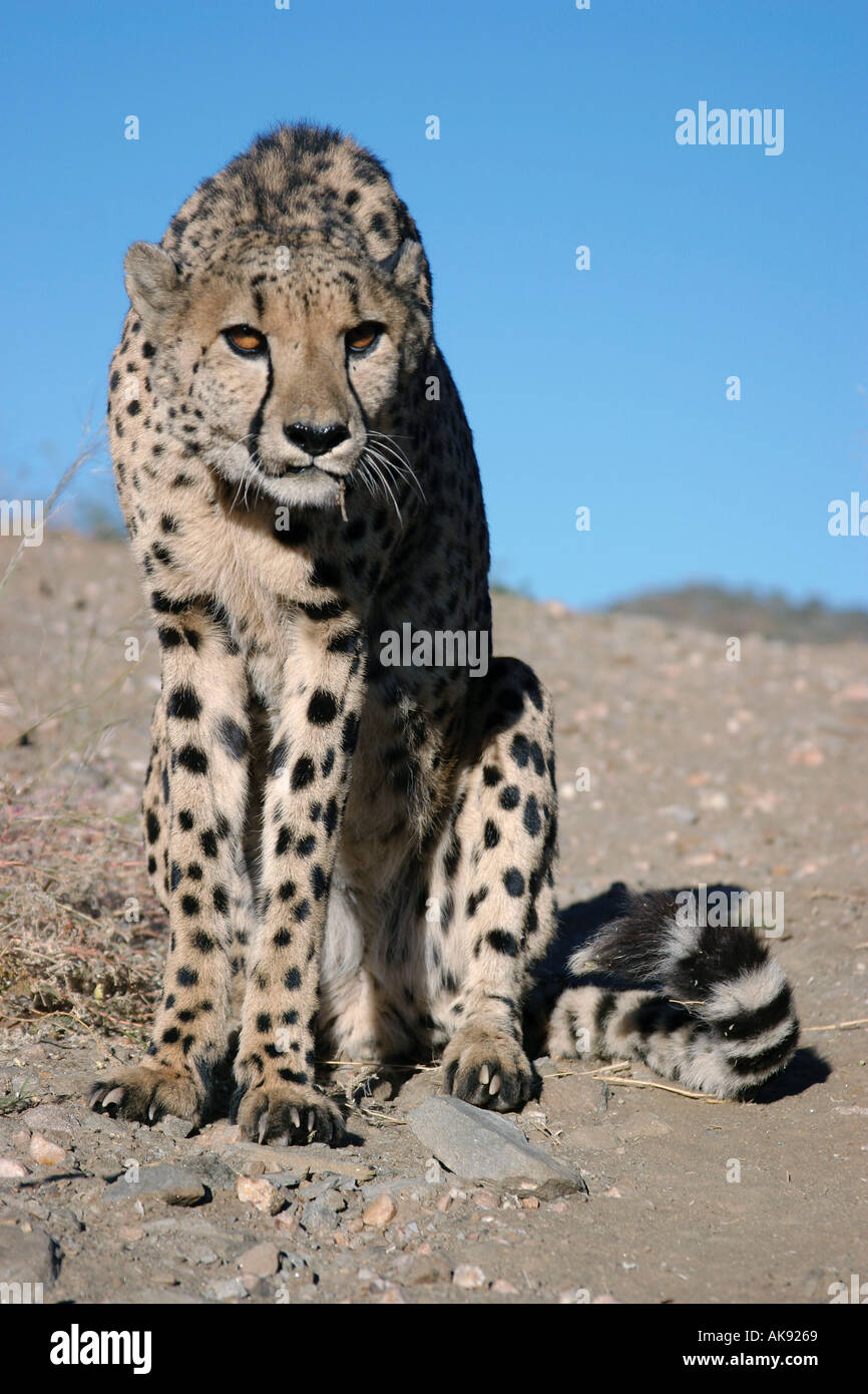 Cheetah Namibia Acinonyx jubatus Gepard Namibia Afrika africa ...