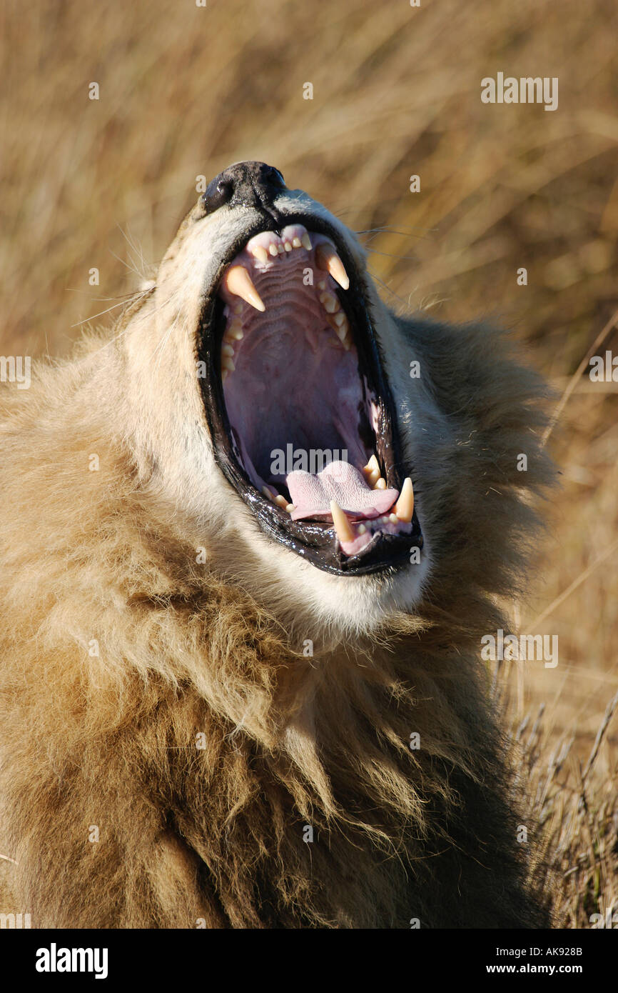 African Lion male yawning Moremi national park Botswana Panthera leo ...