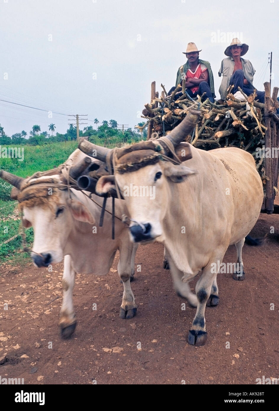 Two men on an ox cart carrying a load of wood probably to be made iinto ...