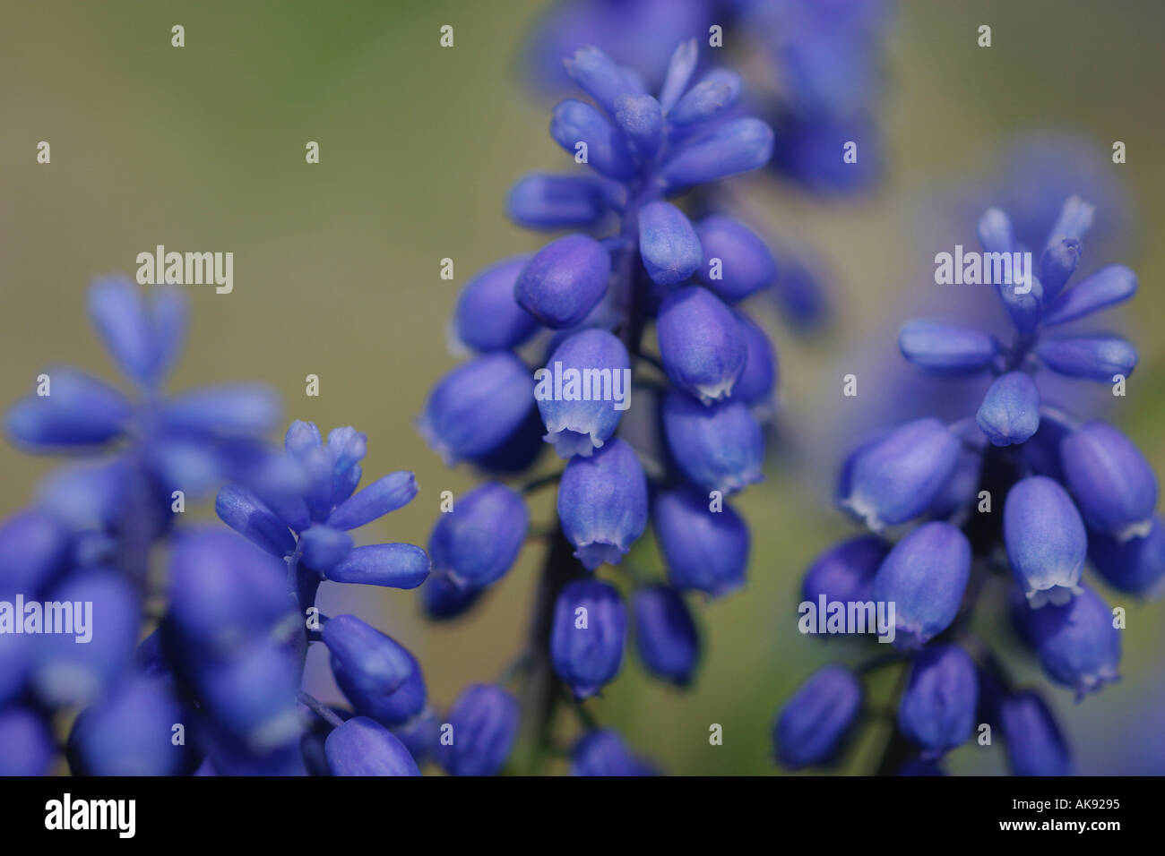 Grape Hyacinth Muscari latifolium Traubenhyazinthe Europa europe Blumen ...