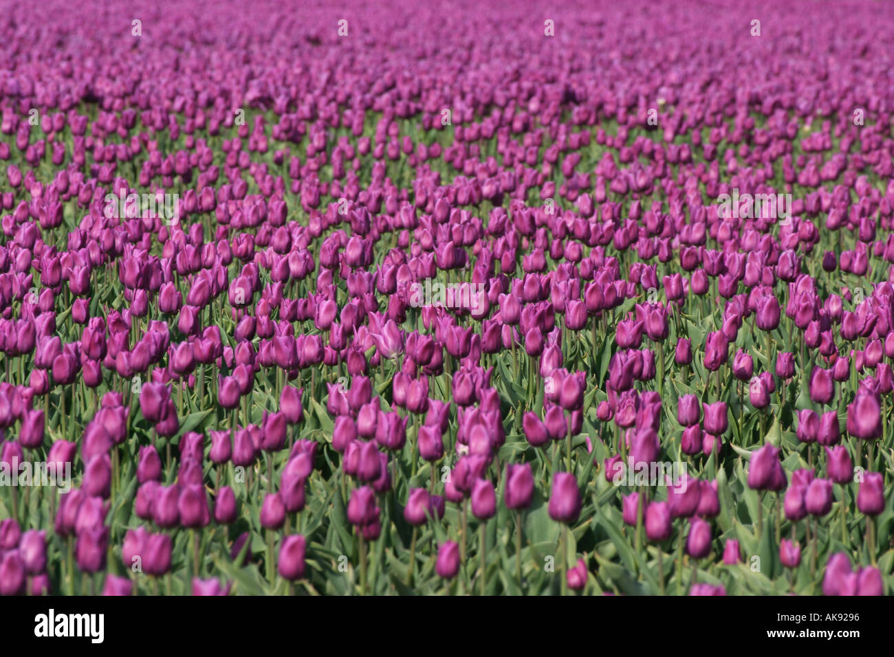 Tulip field Netherlands Tulipa spec Tulpenfeld Niederlande Blumen ...