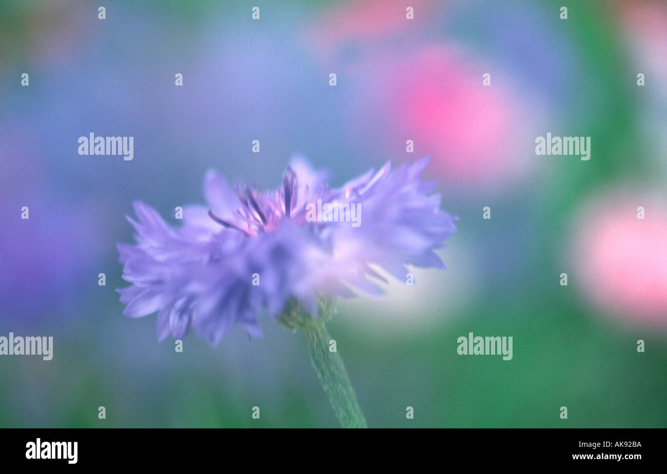 Cornflower Centaurea cyanus Kornblume Europa europe Pflanzen plants ...