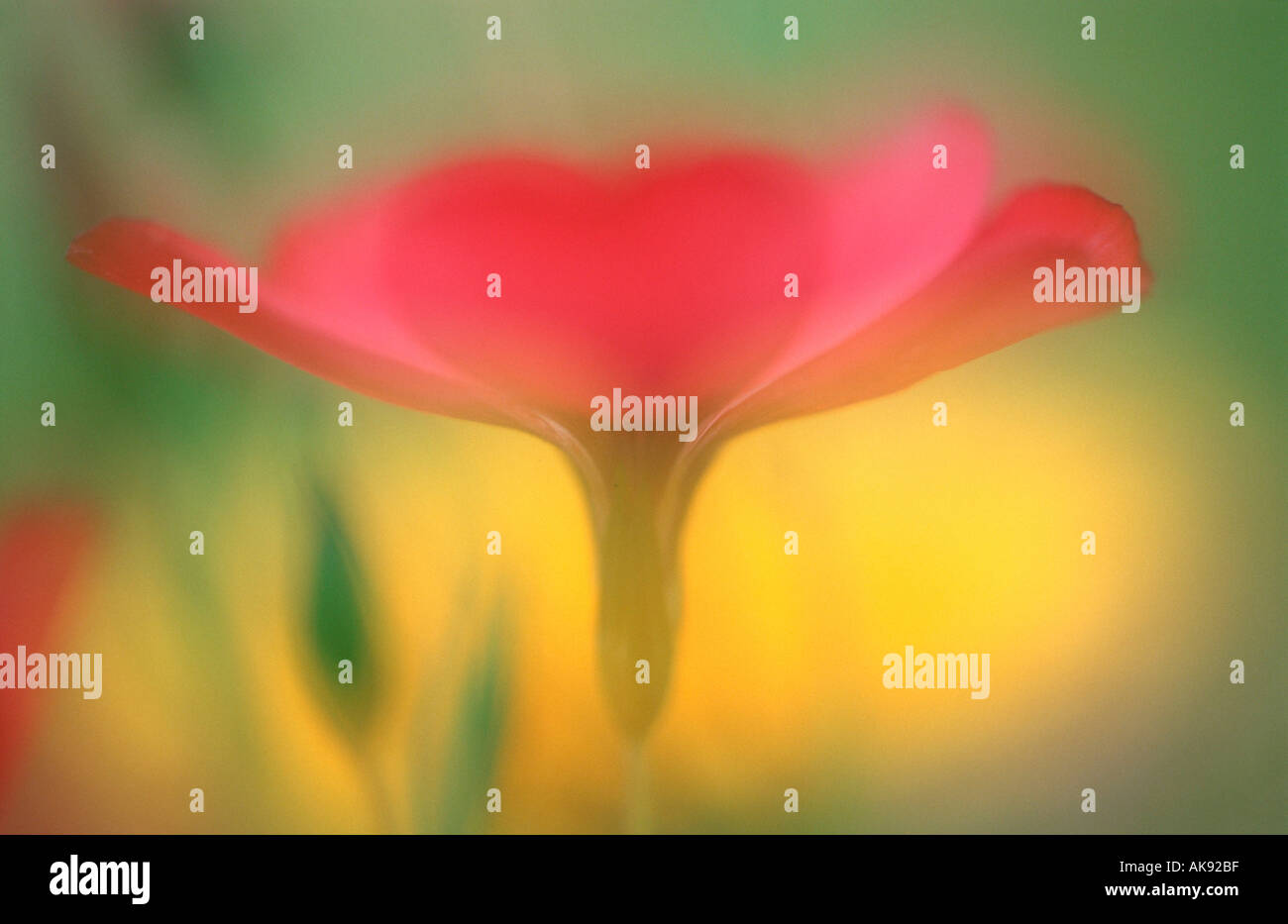 Flax Linum grandiflorum Roter Lein Blumen flowers Leingewaechse ...