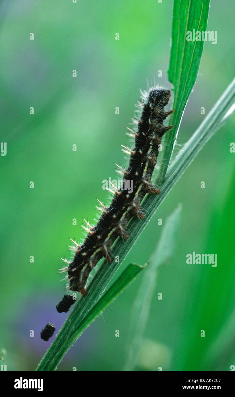Painted Lady caterpillar North Rhine Westphalia Germany Vanessa cardui ...