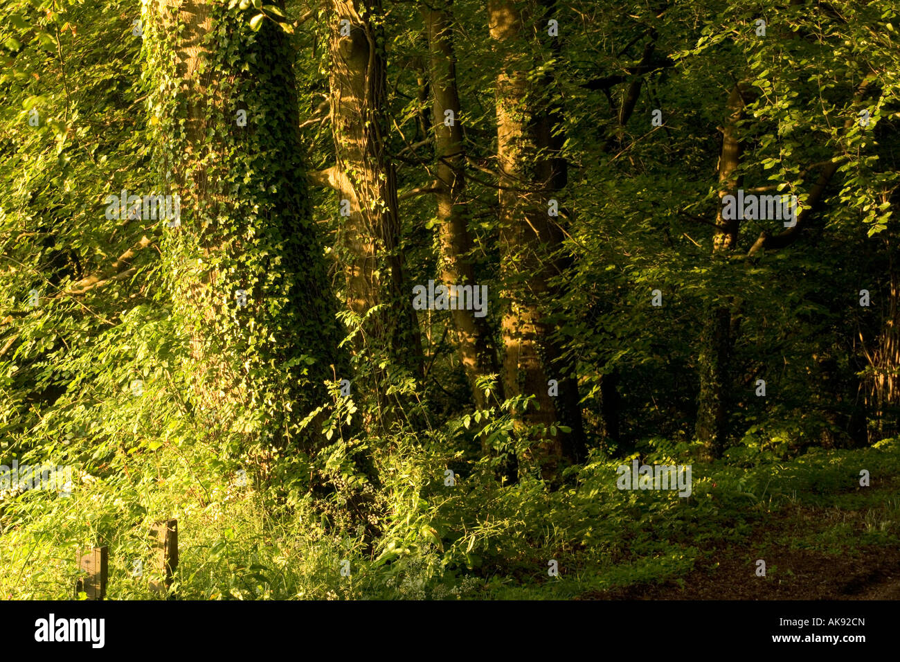Ivy covered beech trees Stock Photo - Alamy