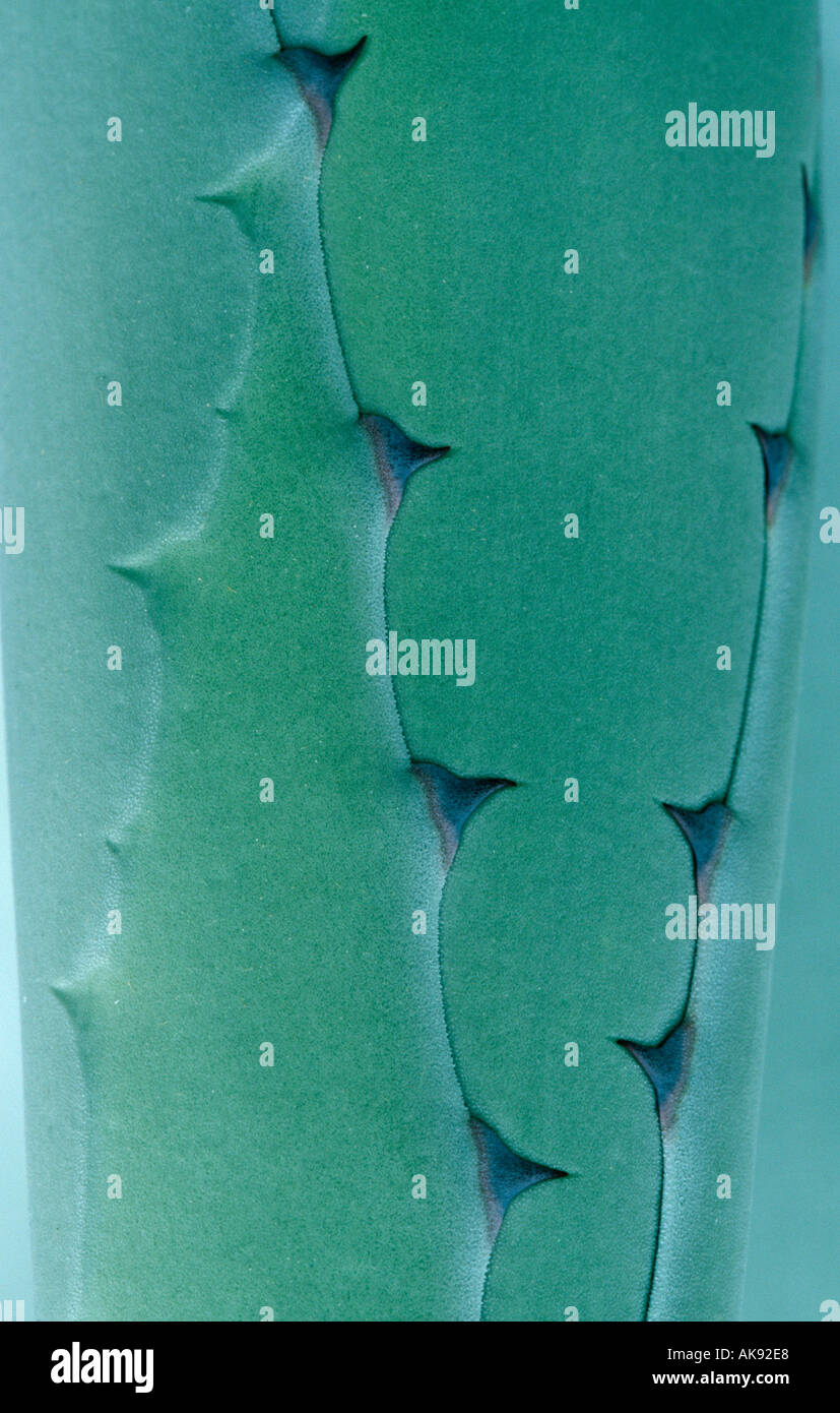 Agave leaf detail with thorns Agave utahensis Agave Blattdetail mit ...