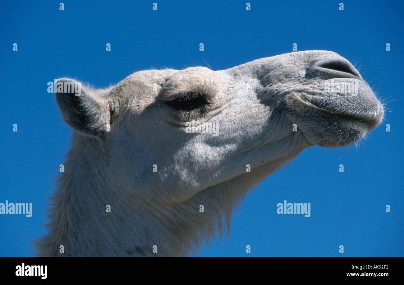 Dromedary Botswana Camelus dromedarius Dromedar Botswana Afrika africa ...