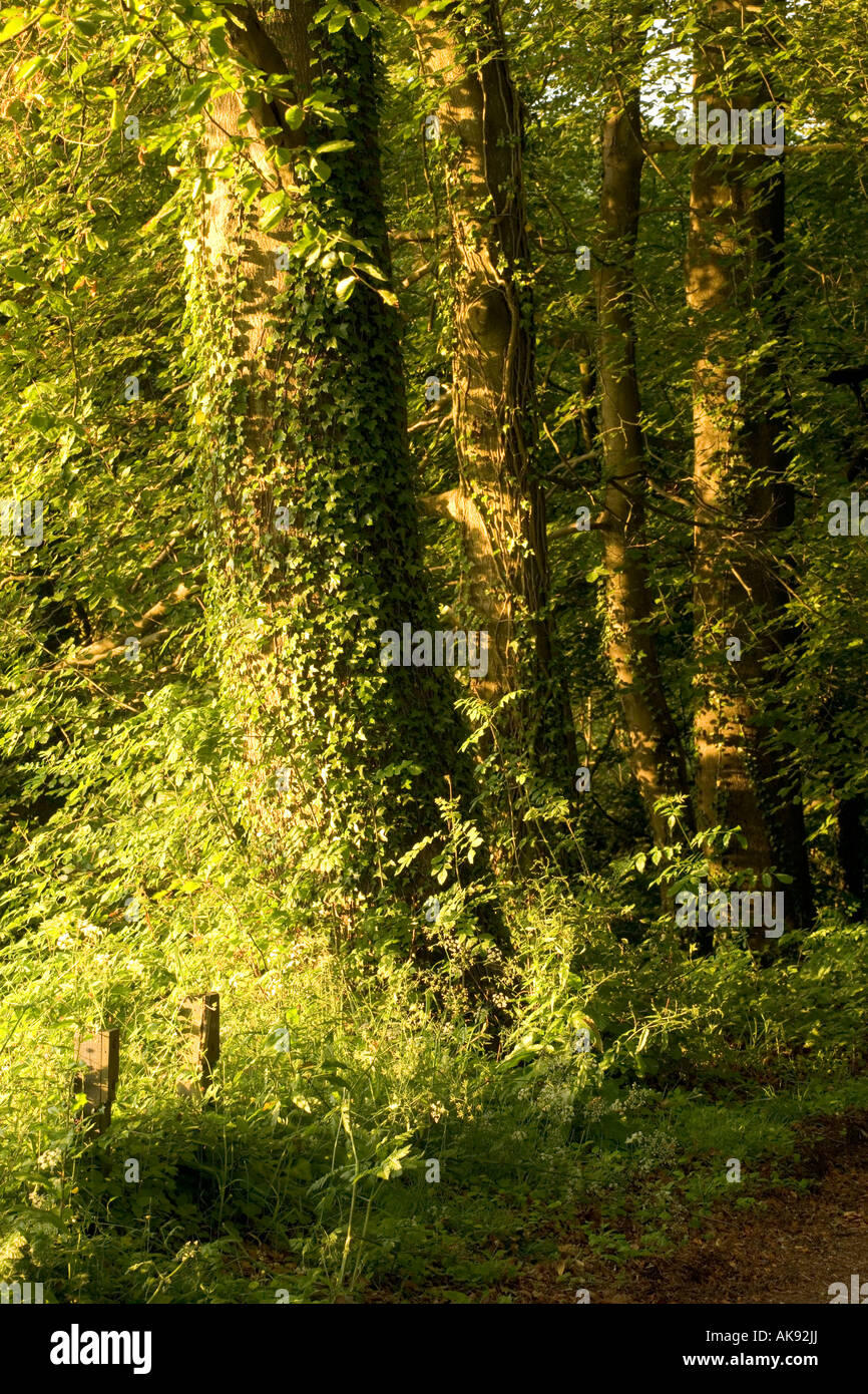 Ivy covered beech trees Stock Photo - Alamy