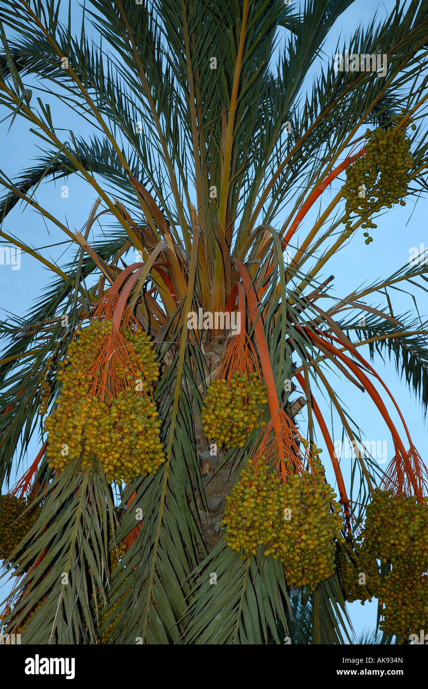Bunch of dates growing on a date palm ripening Stock Photo - Alamy