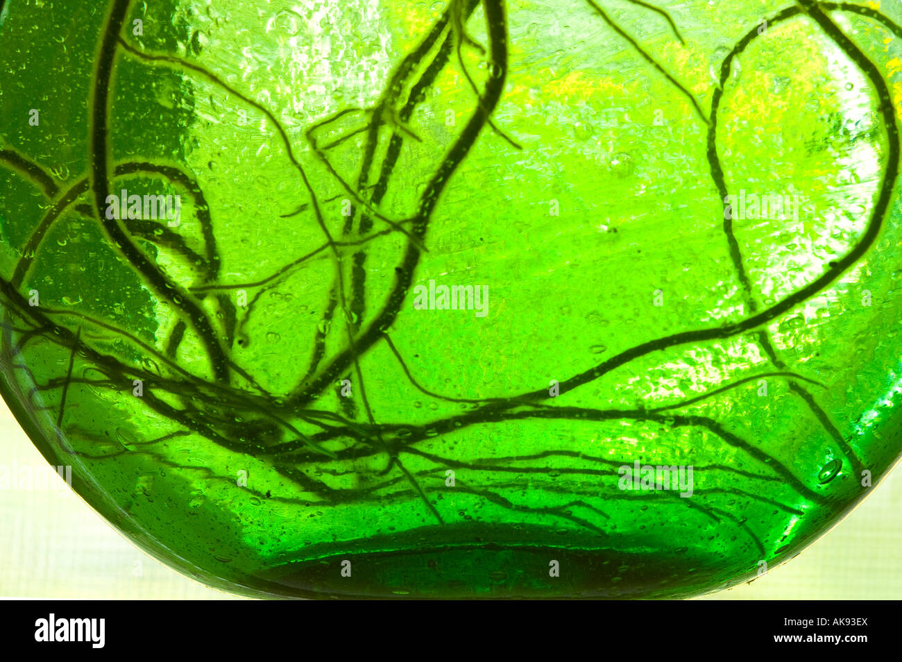 Plant cuttings ivy hi-res stock photography and images - Alamy