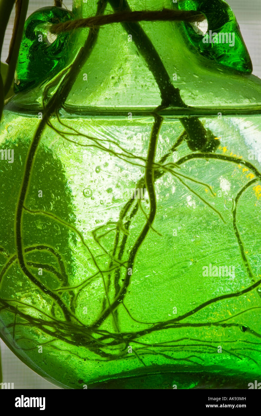 Plant Roots Rooting In Water Glass Vase Green Stock Photo - Alamy
