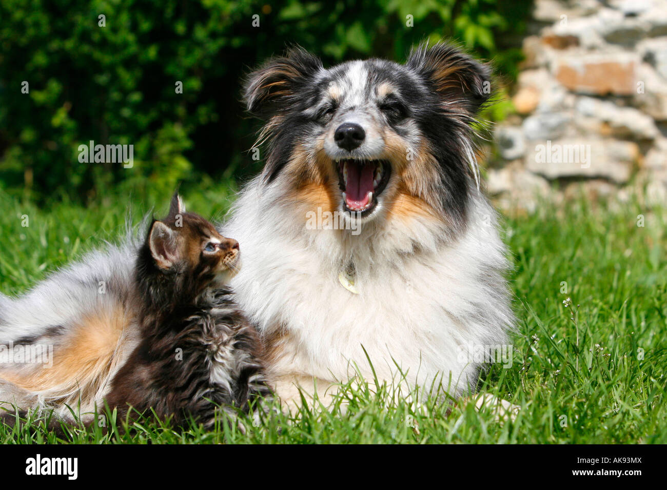 Maine Coon Cat and Sheltie Stock Photo - Alamy