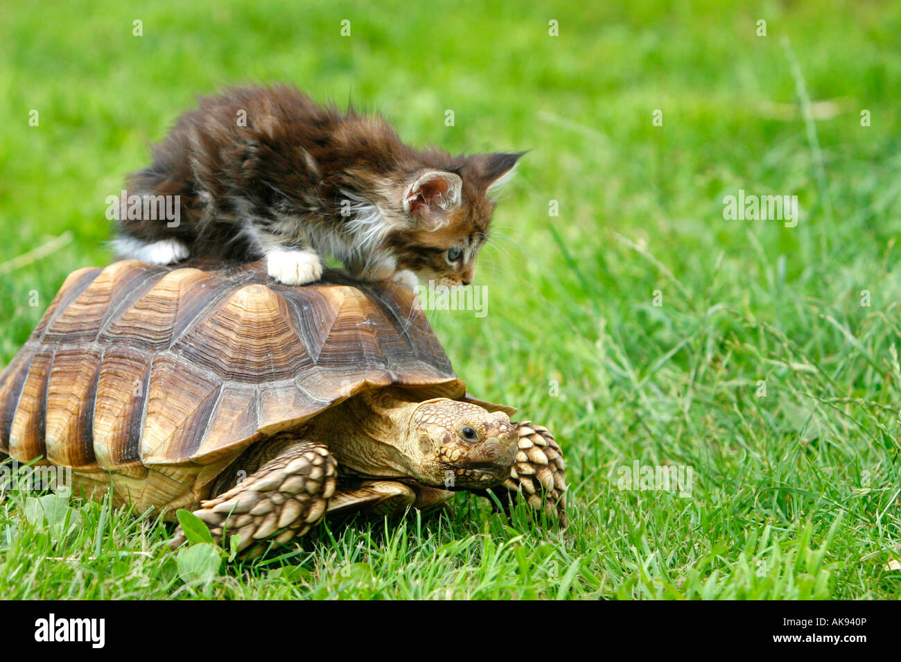 Maine Coon Cat and Tortoise Stock Photo - Alamy