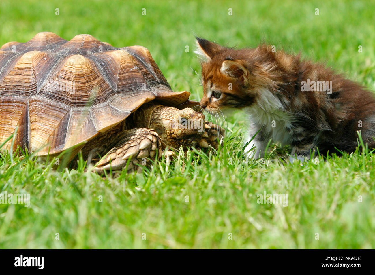 Maine Coon Cat and Tortoise Stock Photo - Alamy
