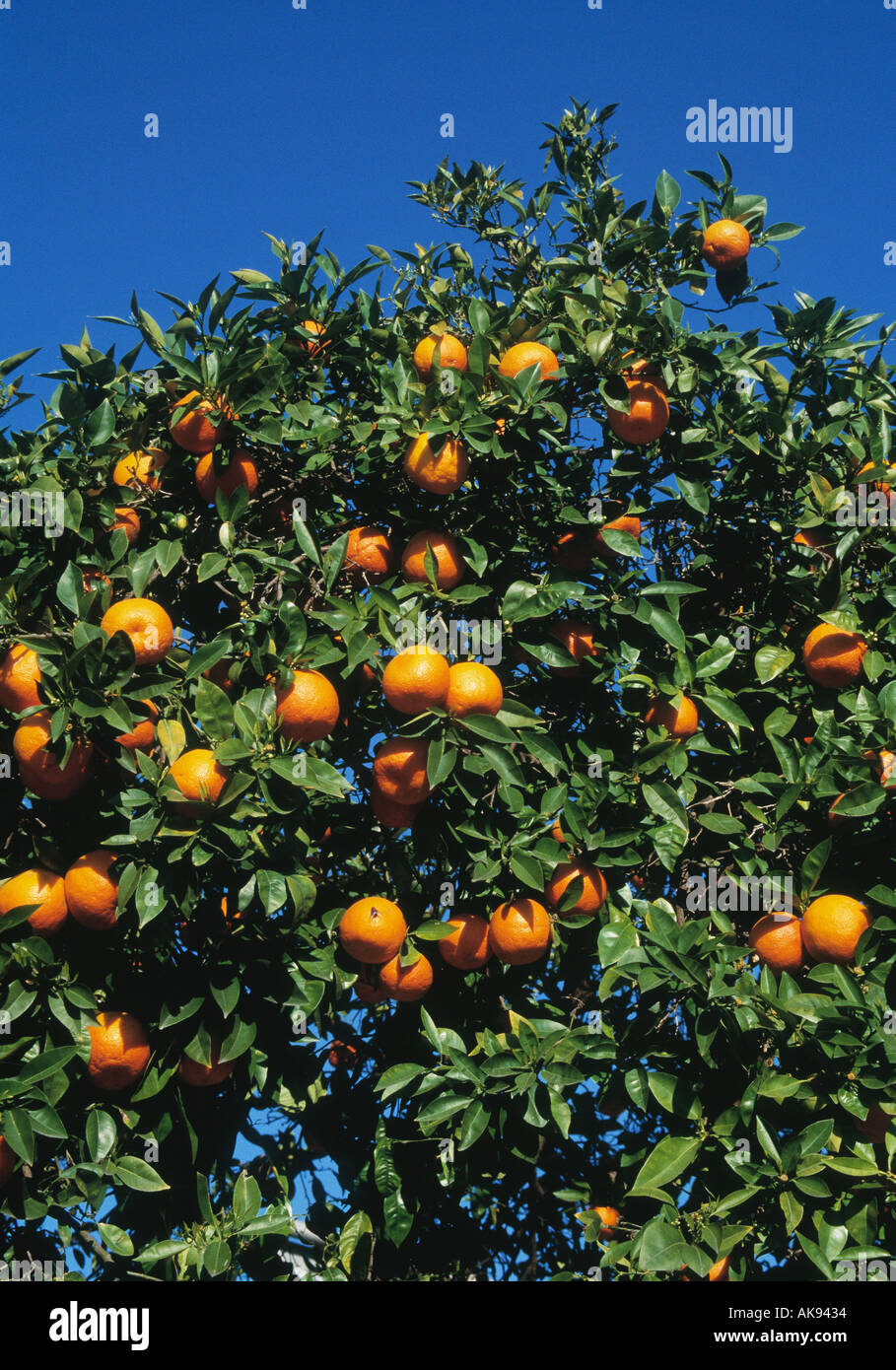 Spain orange tree Stock Photo - Alamy