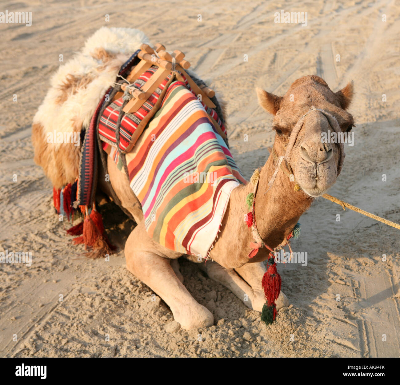 An old camel used to provide rides mainly for tourists and expatriates ...