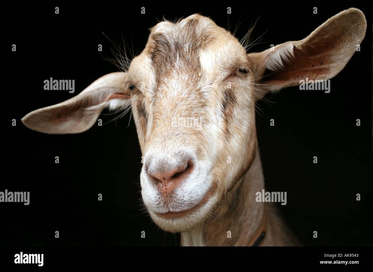 The silly goat hi-res stock photography and images - Alamy