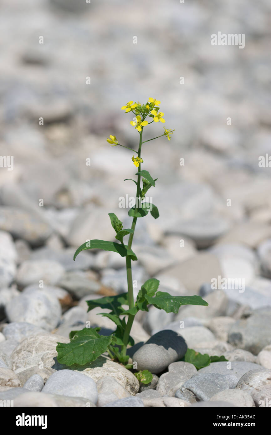 Barbarea vulgaris plant hi-res stock photography and images - Alamy