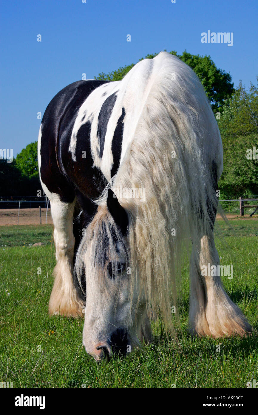 Irish Tinker Pony Stock Photo - Alamy
