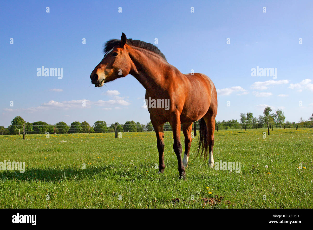 Freiberger horse hi-res stock photography and images - Alamy