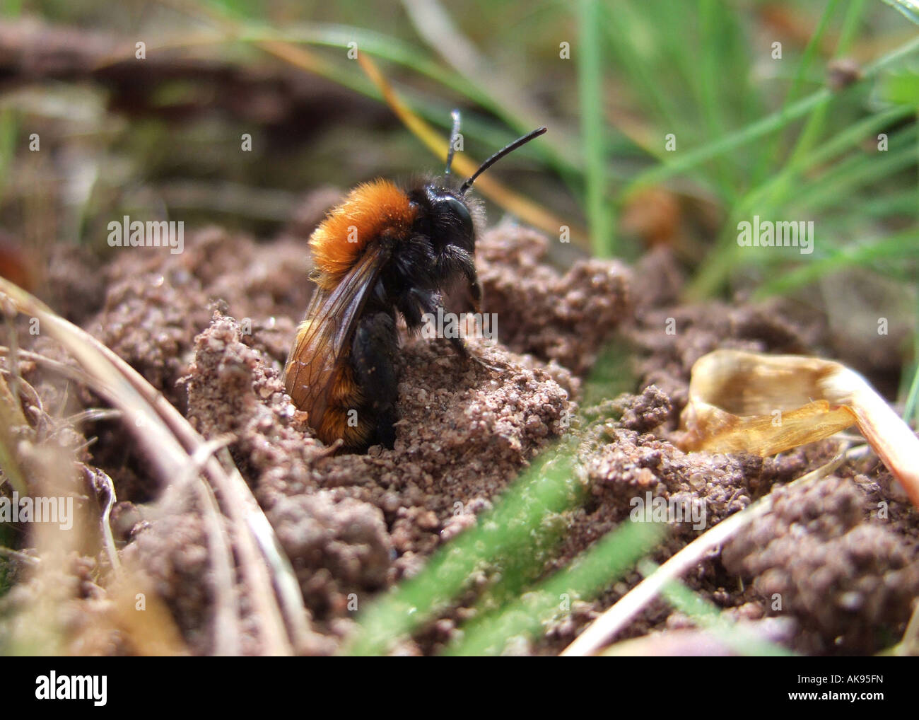 Mining bee nest nest hi-res stock photography and images - Alamy