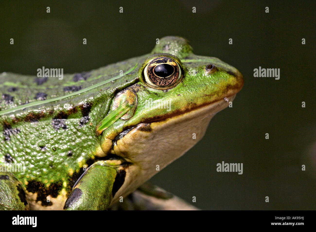 Edible frog hi-res stock photography and images - Alamy