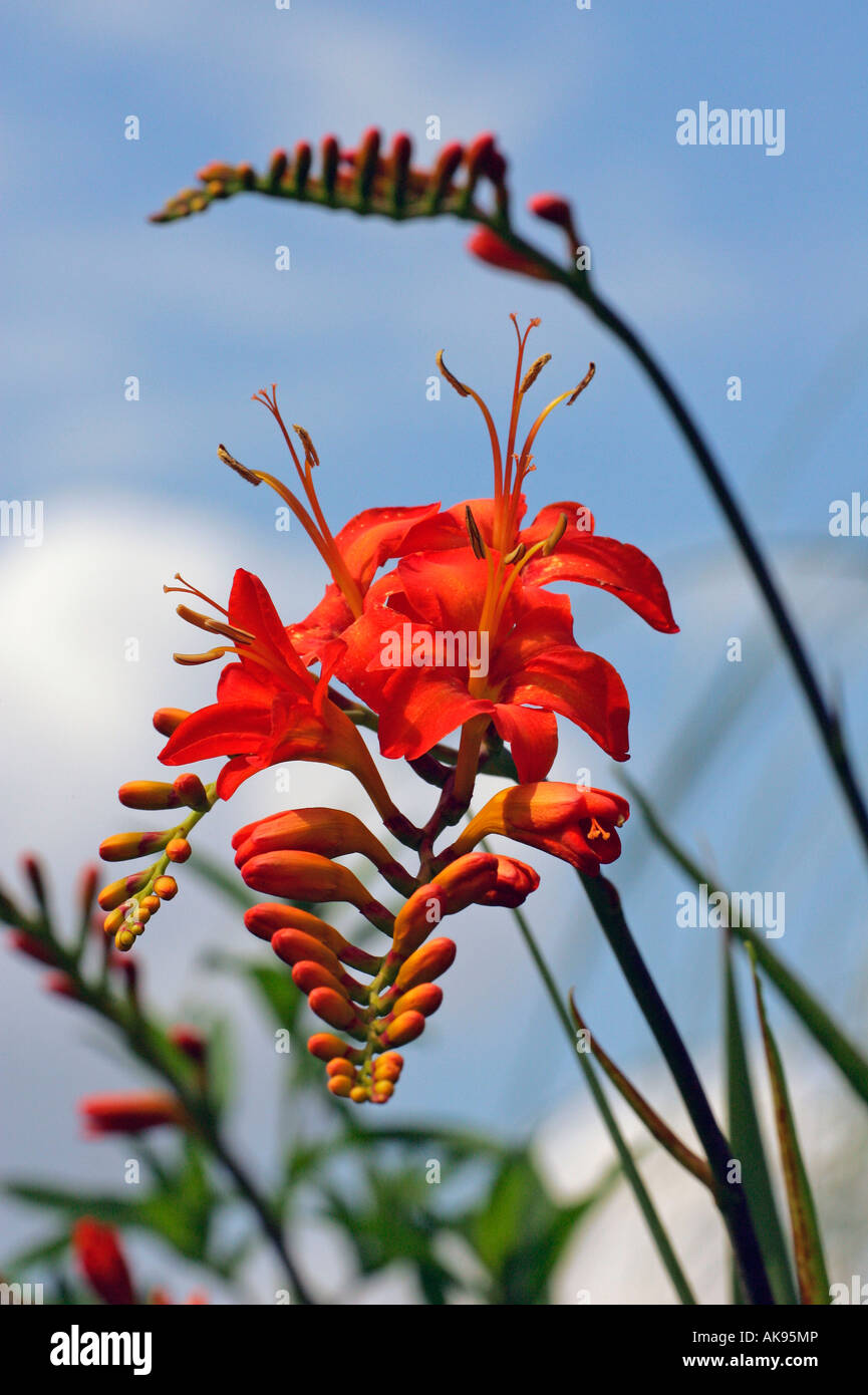 Montbretia plants hi-res stock photography and images - Alamy