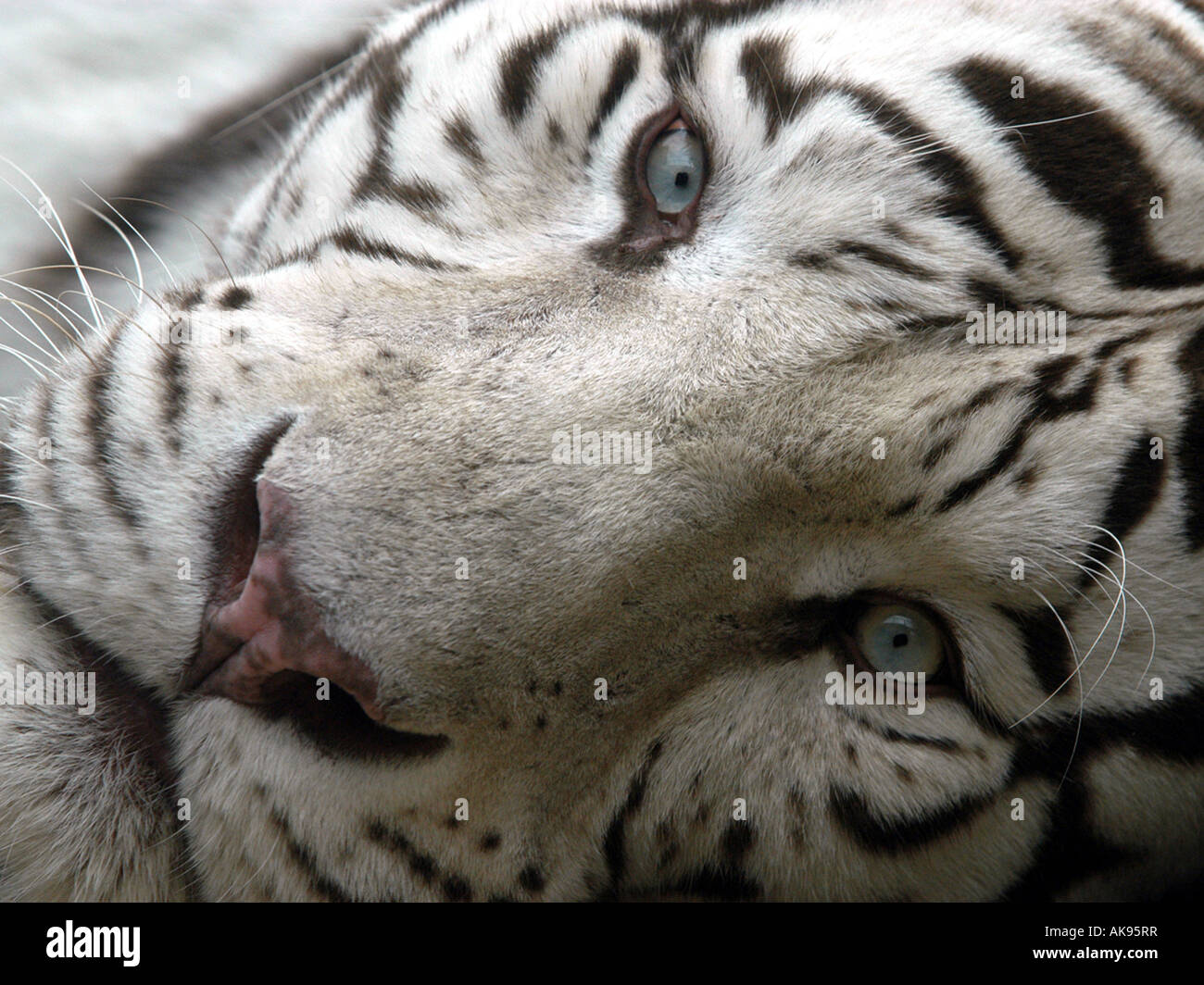 Face of Snow Tiger Laying Down Stock Photo - Alamy