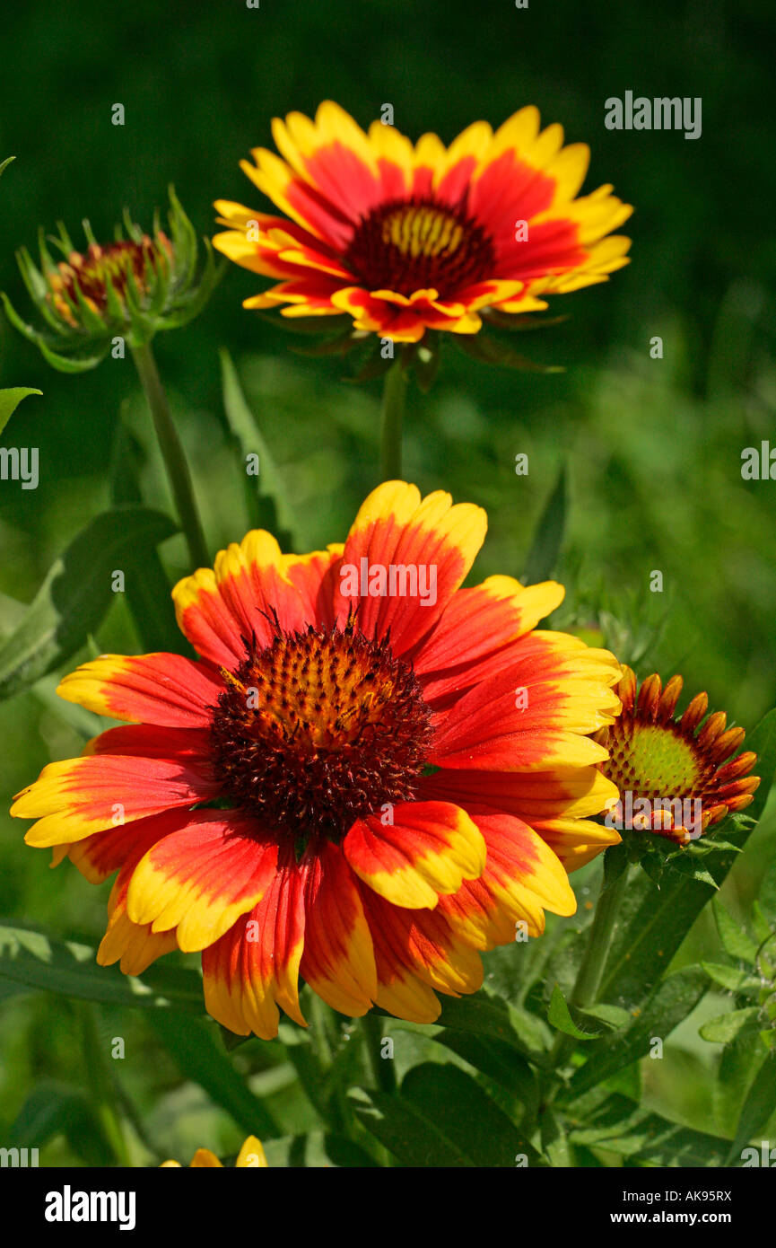 Blanket flower hi-res stock photography and images - Alamy