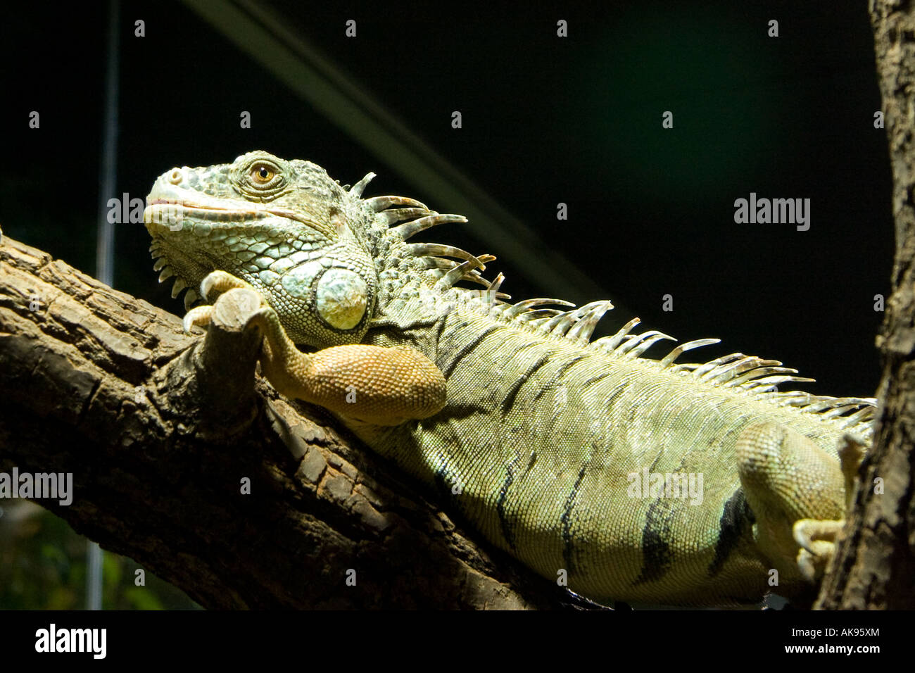 Lizard basking on a branch Stock Photo - Alamy