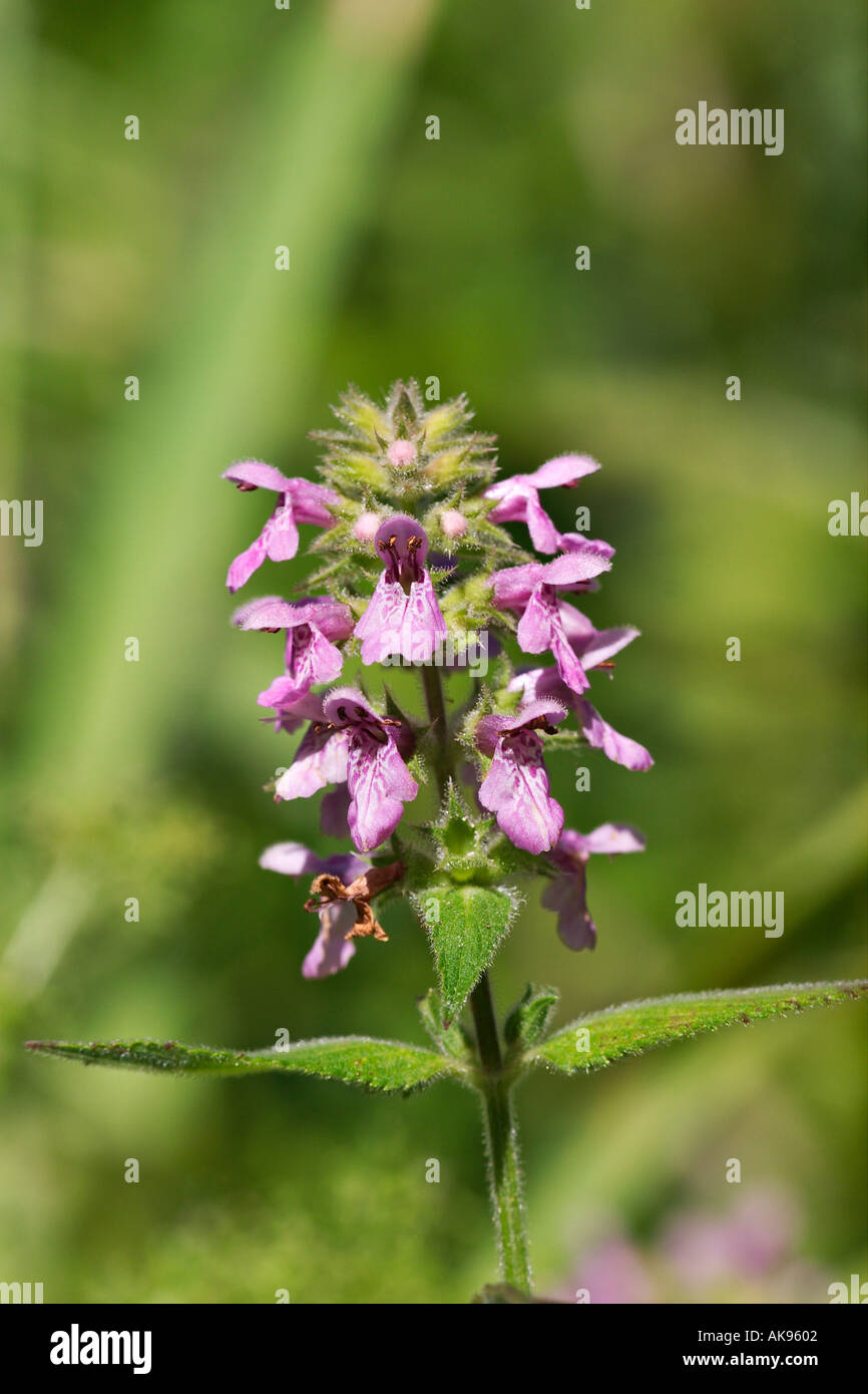 Marsh Woundwort Stachys palustris Stock Photo - Alamy