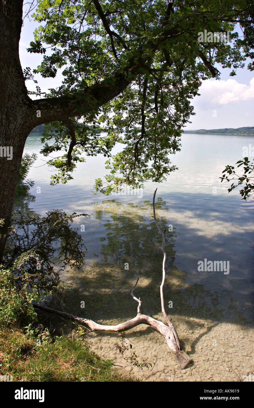 ash tree at lake Pilsensee in Upper Bavaria Stock Photo - Alamy
