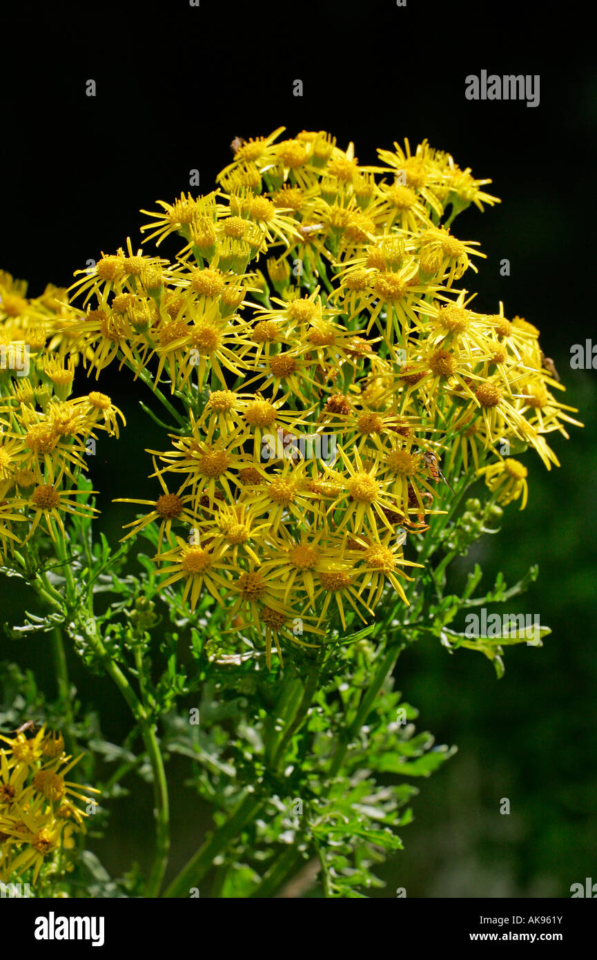 Ragwort hi-res stock photography and images - Alamy