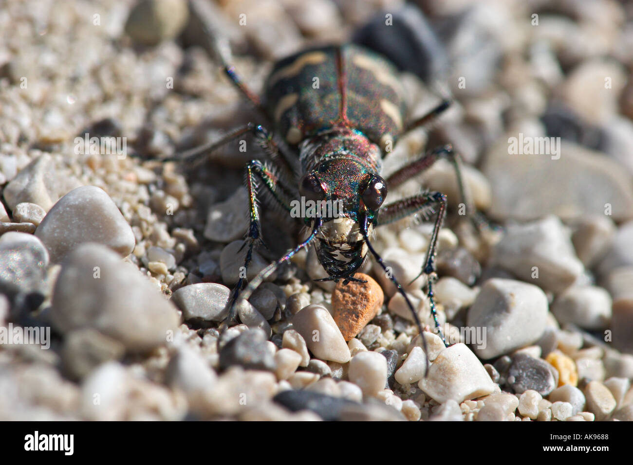 Tiger beetles cicindelidae hi-res stock photography and images - Alamy