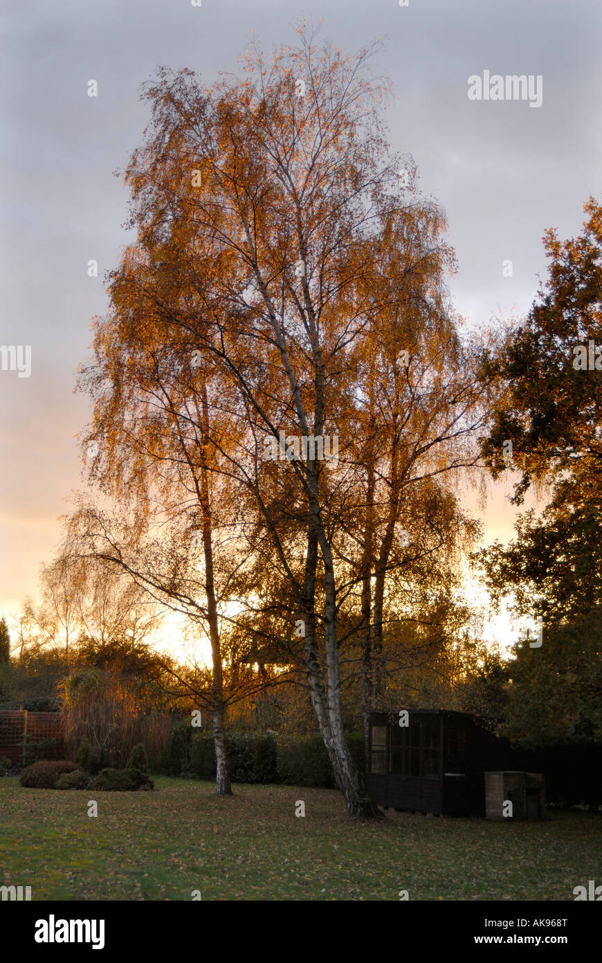Silver Birch at Sunset Stock Photo - Alamy