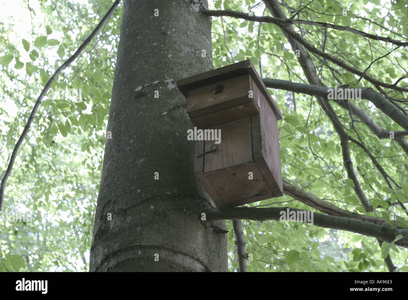 Box and nature hi-res stock photography and images - Alamy