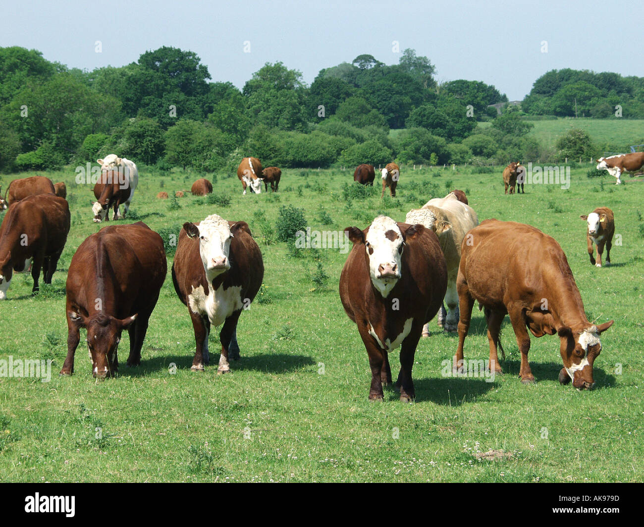 Group of cattle in middle distance Hampshire England Stock Photo - Alamy