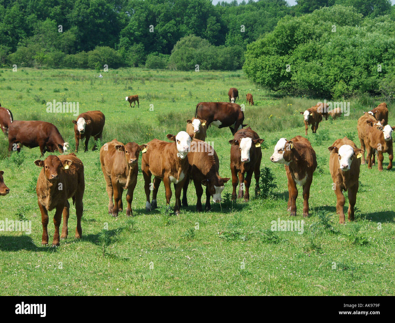 Large group cattle in middle distance grazing Hampshire England Stock ...