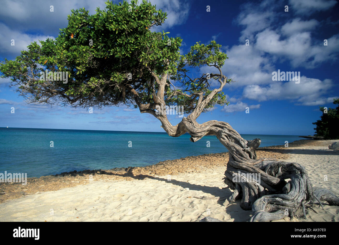Aruba divi divi tree Stock Photo - Alamy