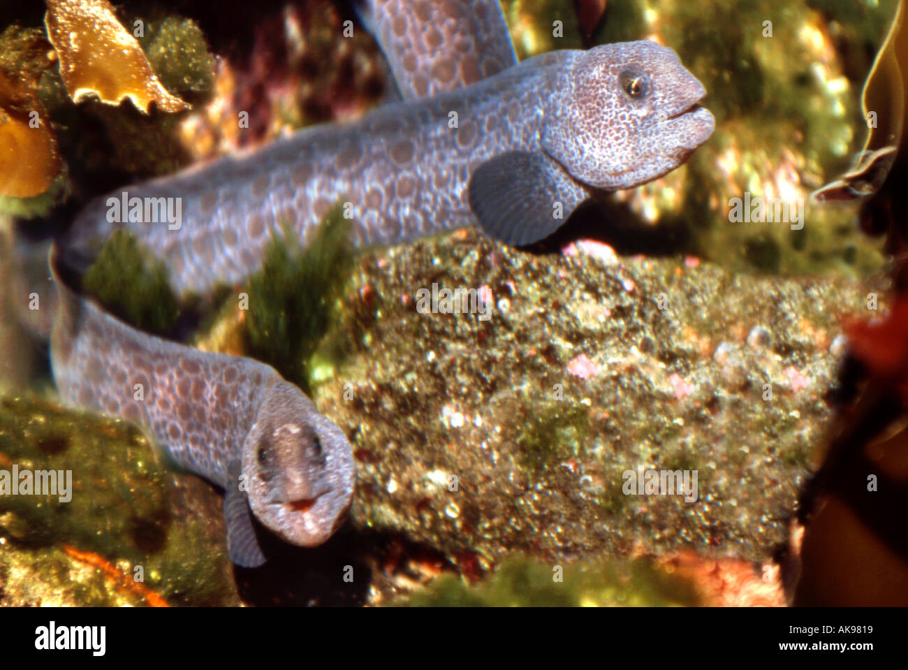 Giant moray eel pair hi-res stock photography and images - Alamy