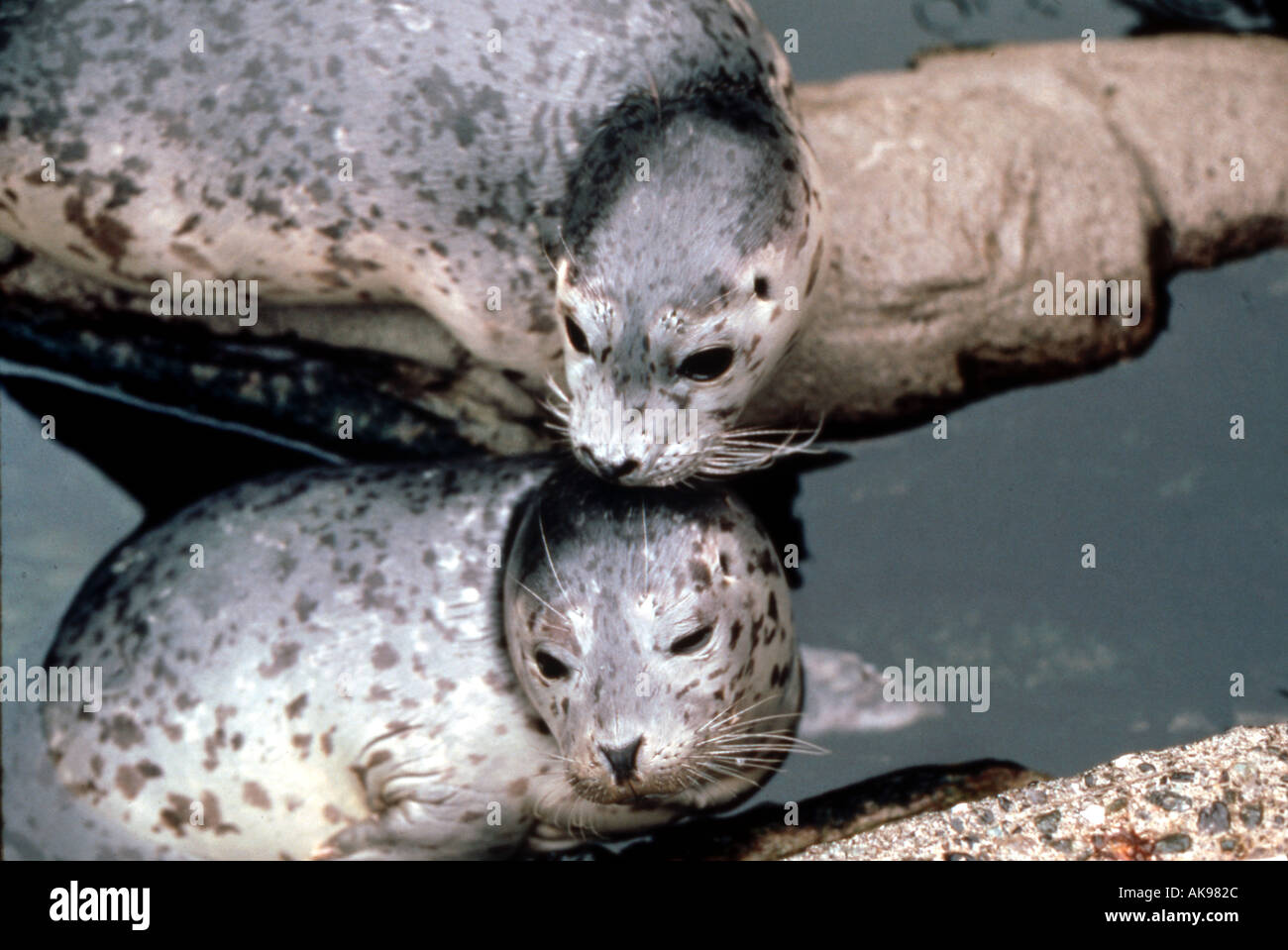 Two seals babies hi-res stock photography and images - Alamy