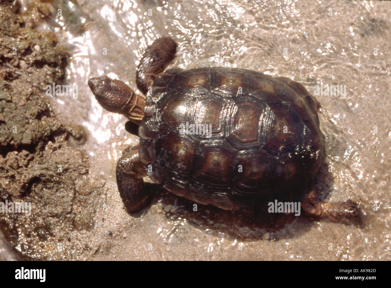 Tortise environment hi-res stock photography and images - Alamy