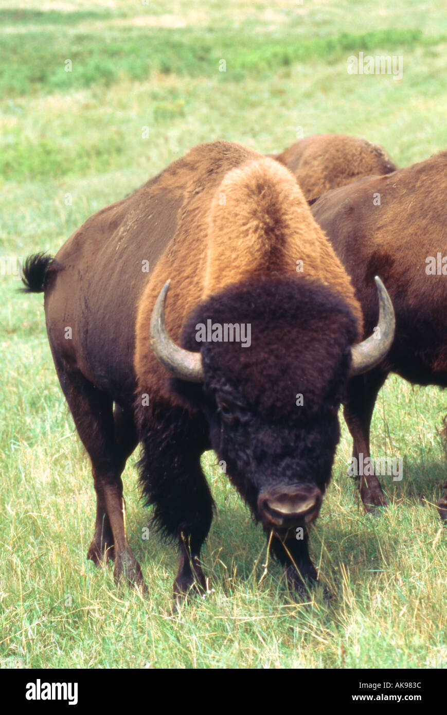 Multiple bison hi-res stock photography and images - Alamy