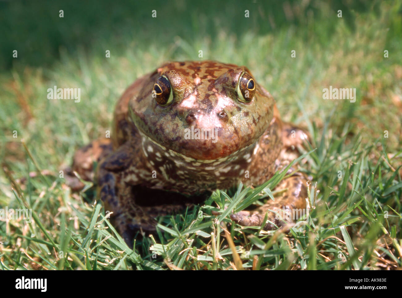 African giant bullfrog hi-res stock photography and images - Alamy