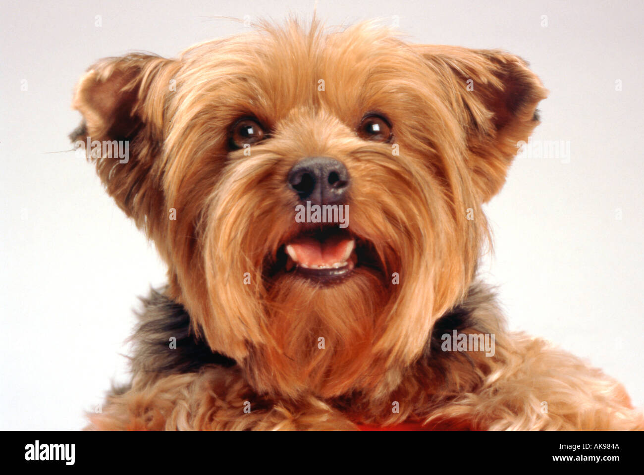 Scotty dog puppy scottish terrier puppy hi-res stock photography and ...