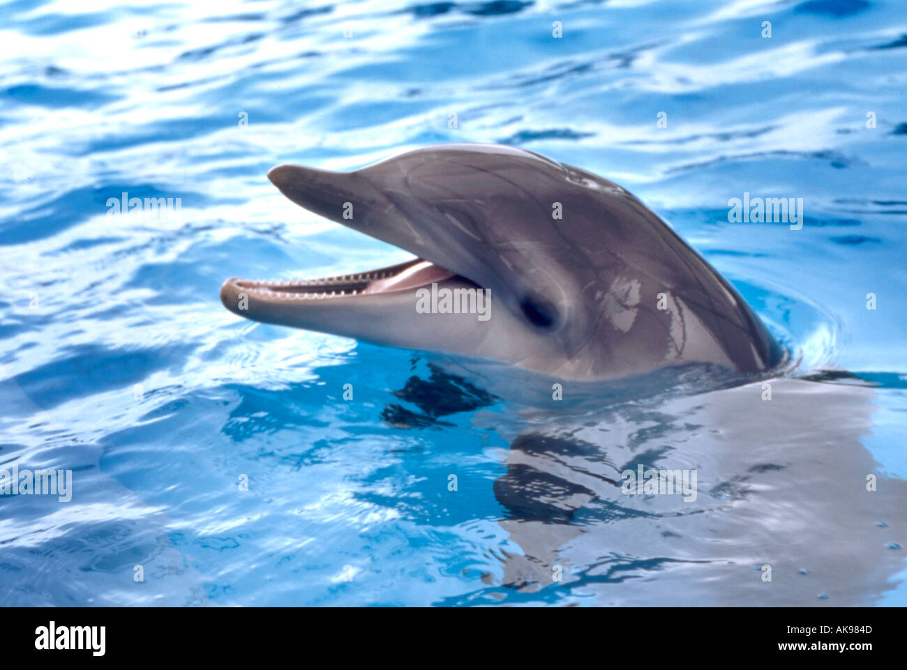 Excited dolphin hi-res stock photography and images - Alamy