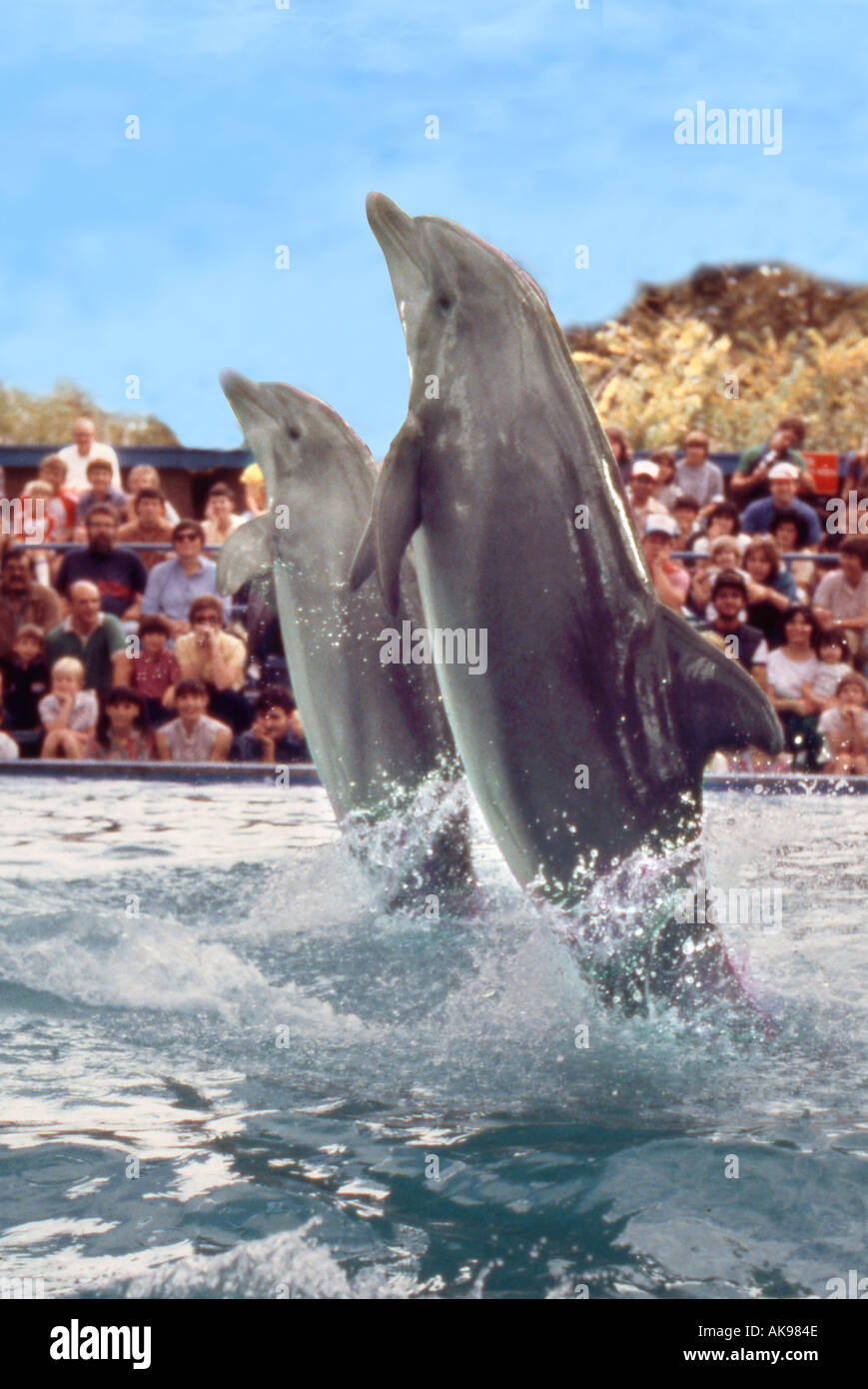 Excited dolphin hi-res stock photography and images - Alamy